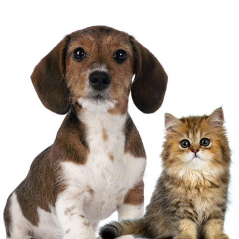 Best Veterinary Hospital In Albuquerque, NM | Valley Vetco