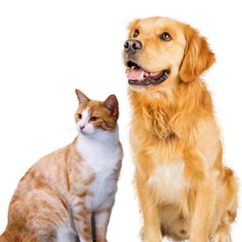 Best Veterinary Hospital In Albuquerque, NM | Valley Vetco