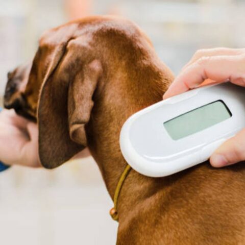 Albuquerque, NM 87107 Veterinary Services | Valley Vetco