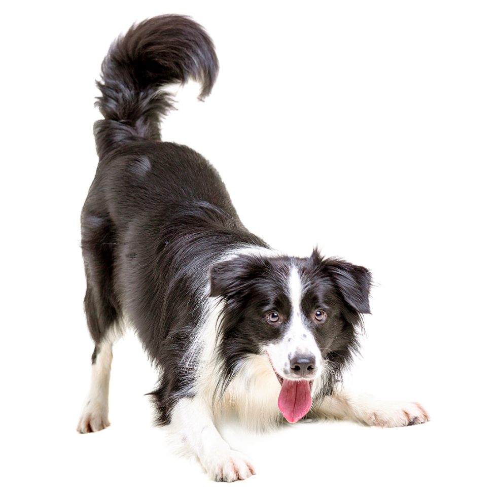 Pet Spay/Neuter In Albuquerque, NM 87107 | Valley Vetco