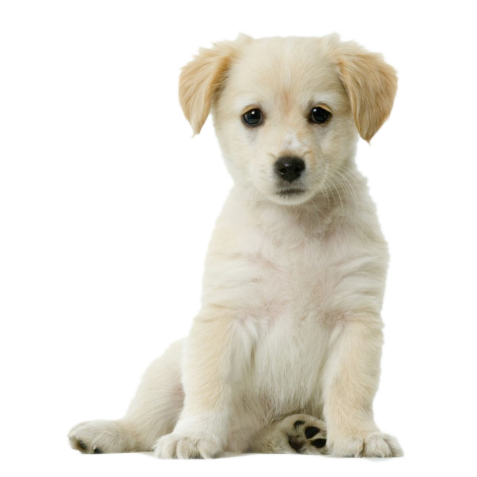 Pet Vaccination In Albuquerque, NM 87107 | Valley Vetco
